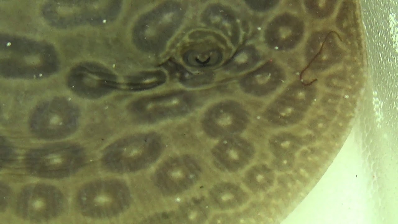 Pearl Female Stingray 4''-5'' 040 - YouTube