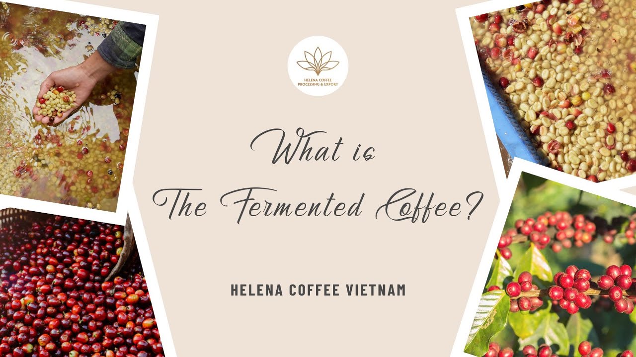 What Is The Fermented Coffee - YouTube