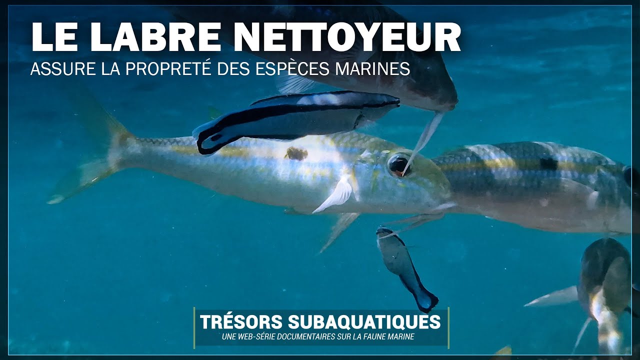 Le LABRE NETTOYEUR, Labroides dimidiatus (ile de la réunion) - YouTube