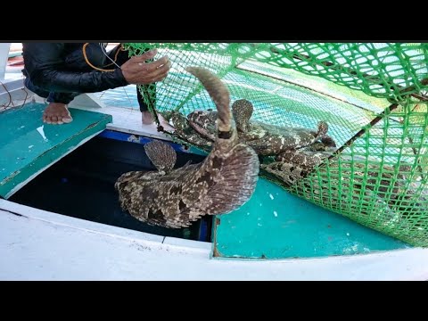 #Andro Solas tv/ Unang bunsod Sa Fish Trap JACKPOT AGAD mga Katropa Sa ...