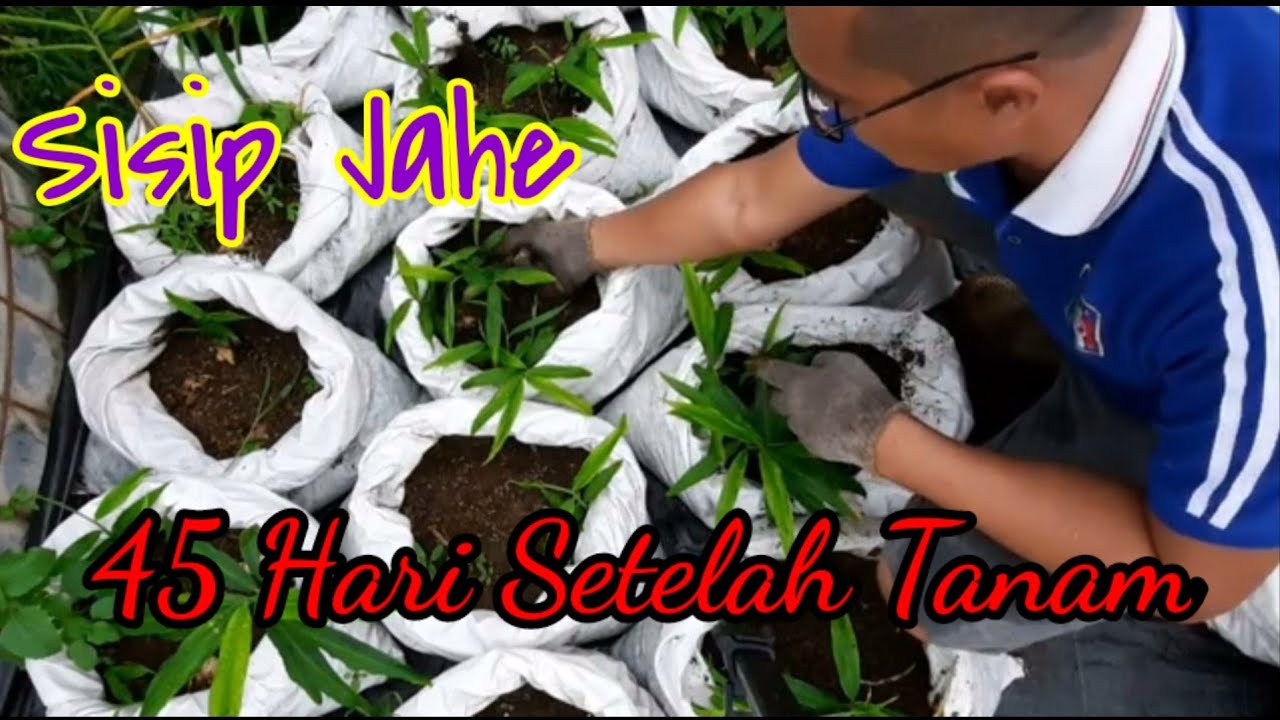 Sisip jahe 45 hari setelah tanam - YouTube