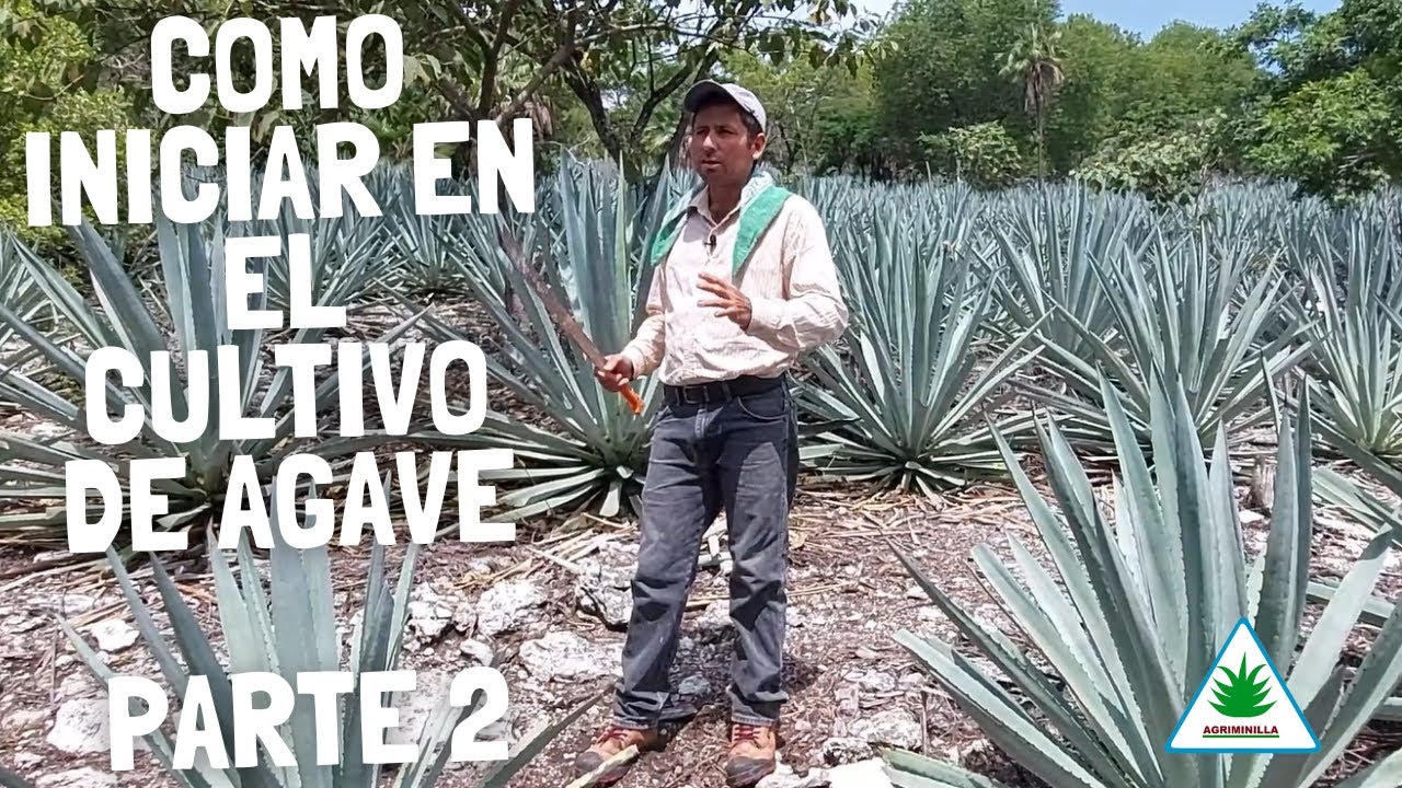 COMO INICIAR EN EL CULTIVO DE AGAVE PARTE 2 - YouTube