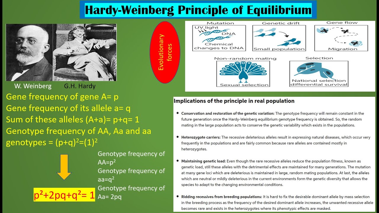 Hardy Weinberg Principle of Equilibrium II Class 12 Biology II ...