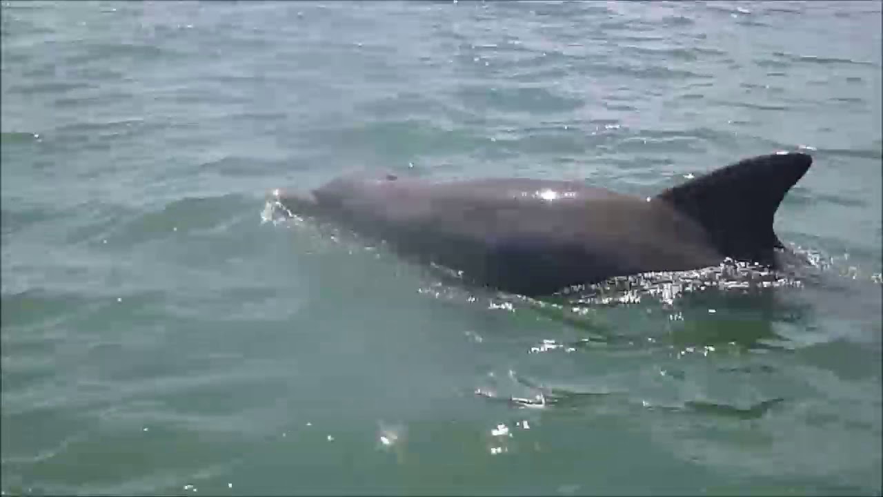 jet skiing with a pod of dolphins off the coast of little talbot island ...