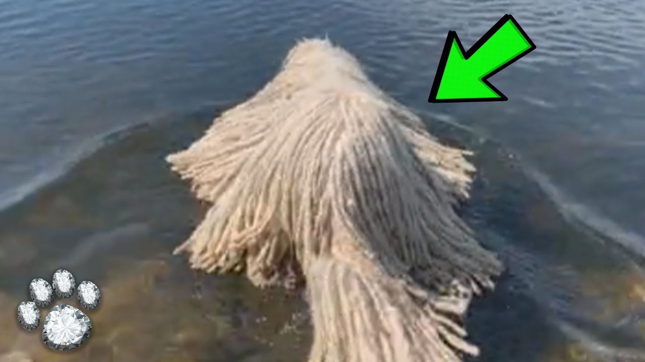When the Floating Mop Turned Out to Be a Living Creature, it Stunned ...