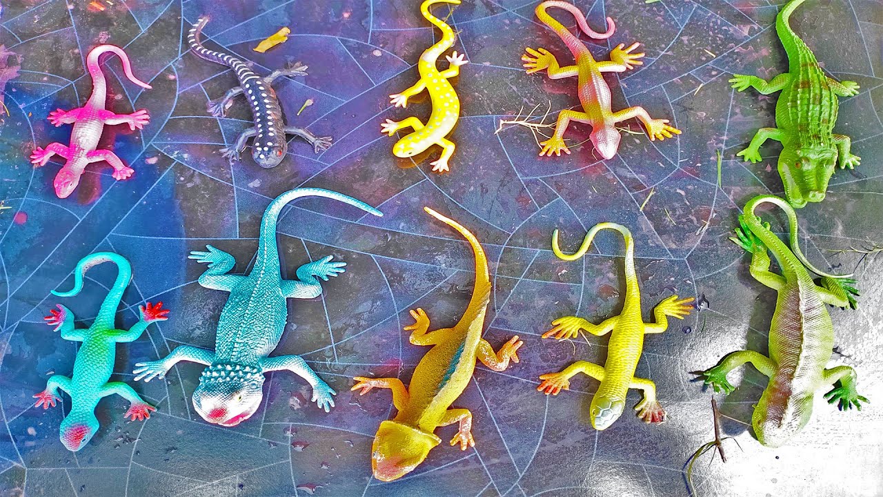 Reptiles Animals Collection - Crocodile, Alligator, Iguana, Python ...