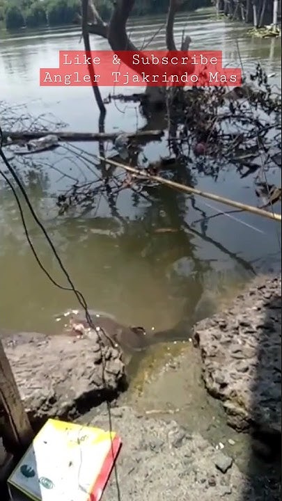 Ikan Sembilang Babon #mancing #sembilang #shorts - YouTube