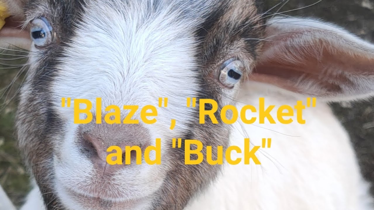 Miniature Goats: "Blaze", "Rocket" and "Buck" - YouTube