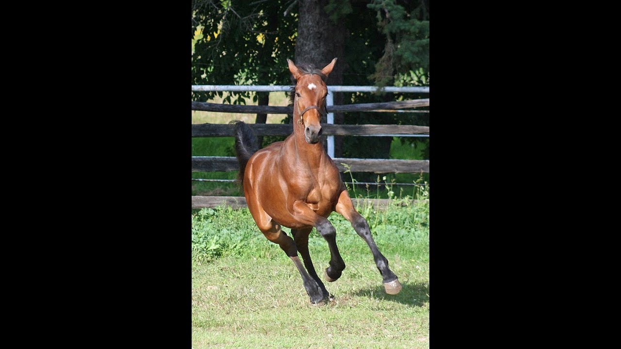2016 Bay Friesian/Hanoverian Colt - Harvey BEC - YouTube