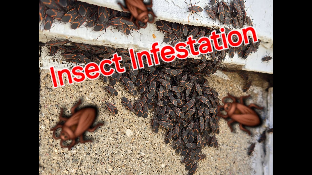 Insects INFESTED this building! - YouTube