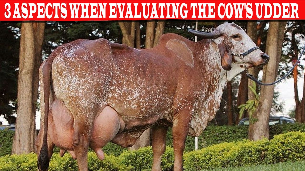 ⭕ 3 ASPECTS WHEN EVALUATING THE COW'S UDDER Dairy Cow - YouTube