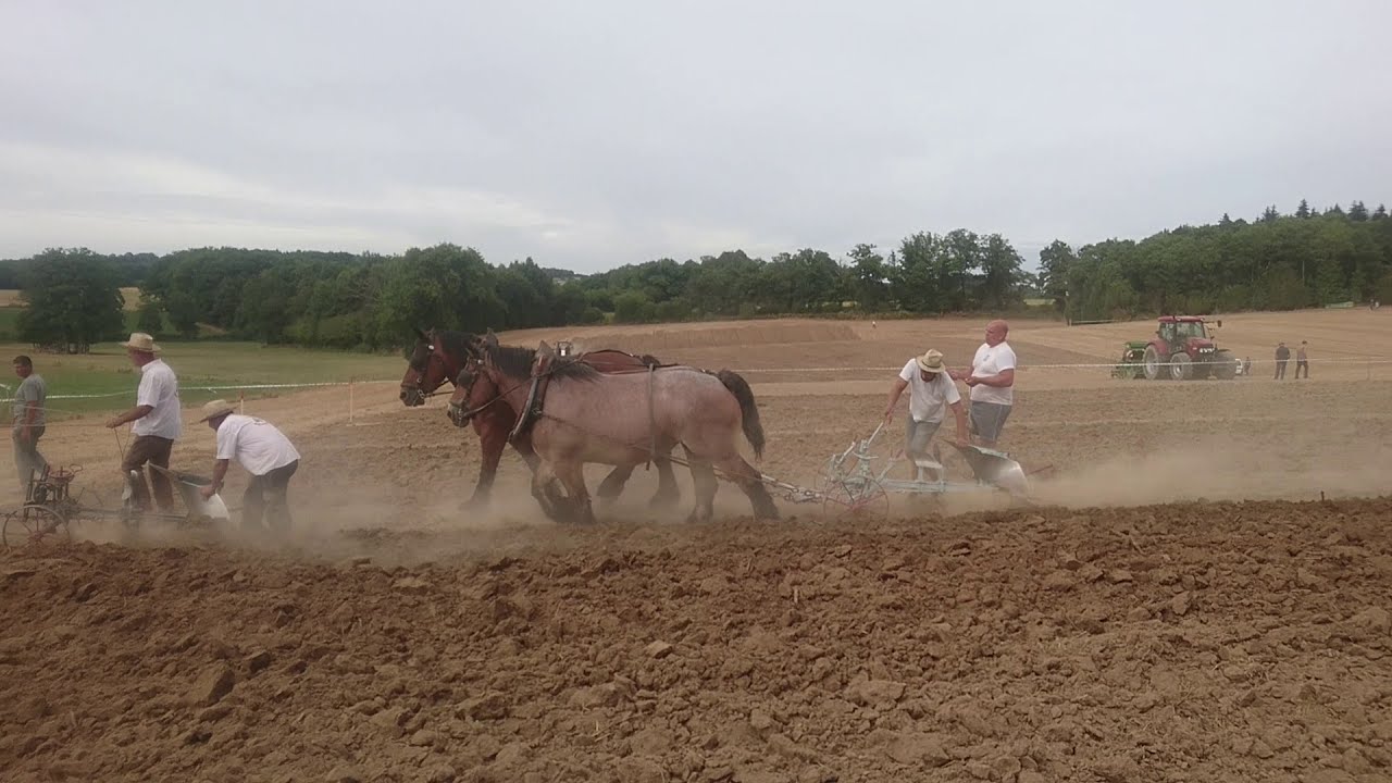 Labours avec des chevaux de trait - YouTube