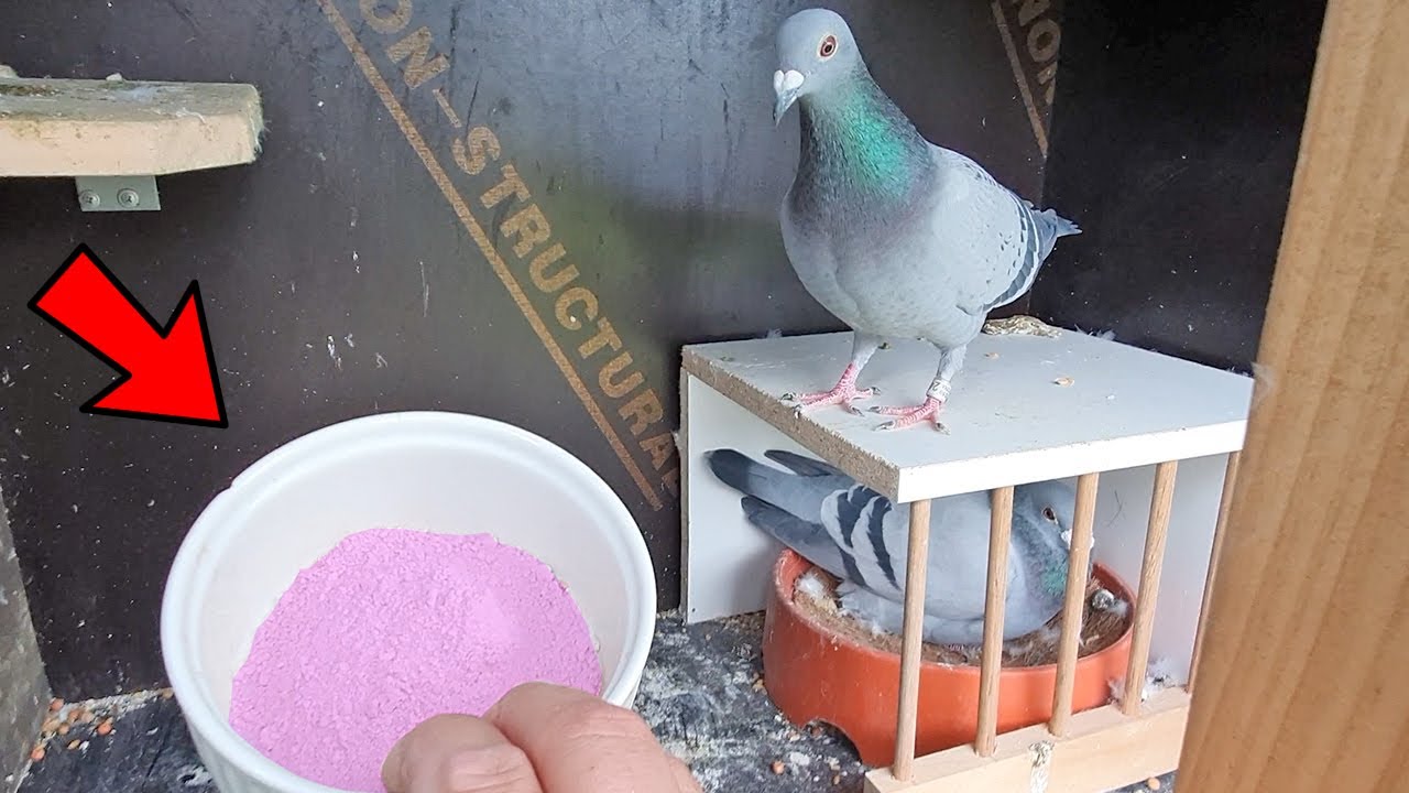 Pigeon Breeding Update - YouTube