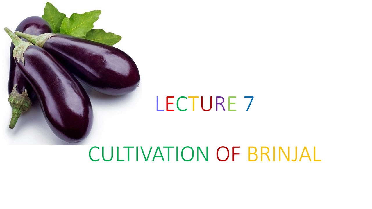 #HORT211 Lecture 7 Brinjal - YouTube