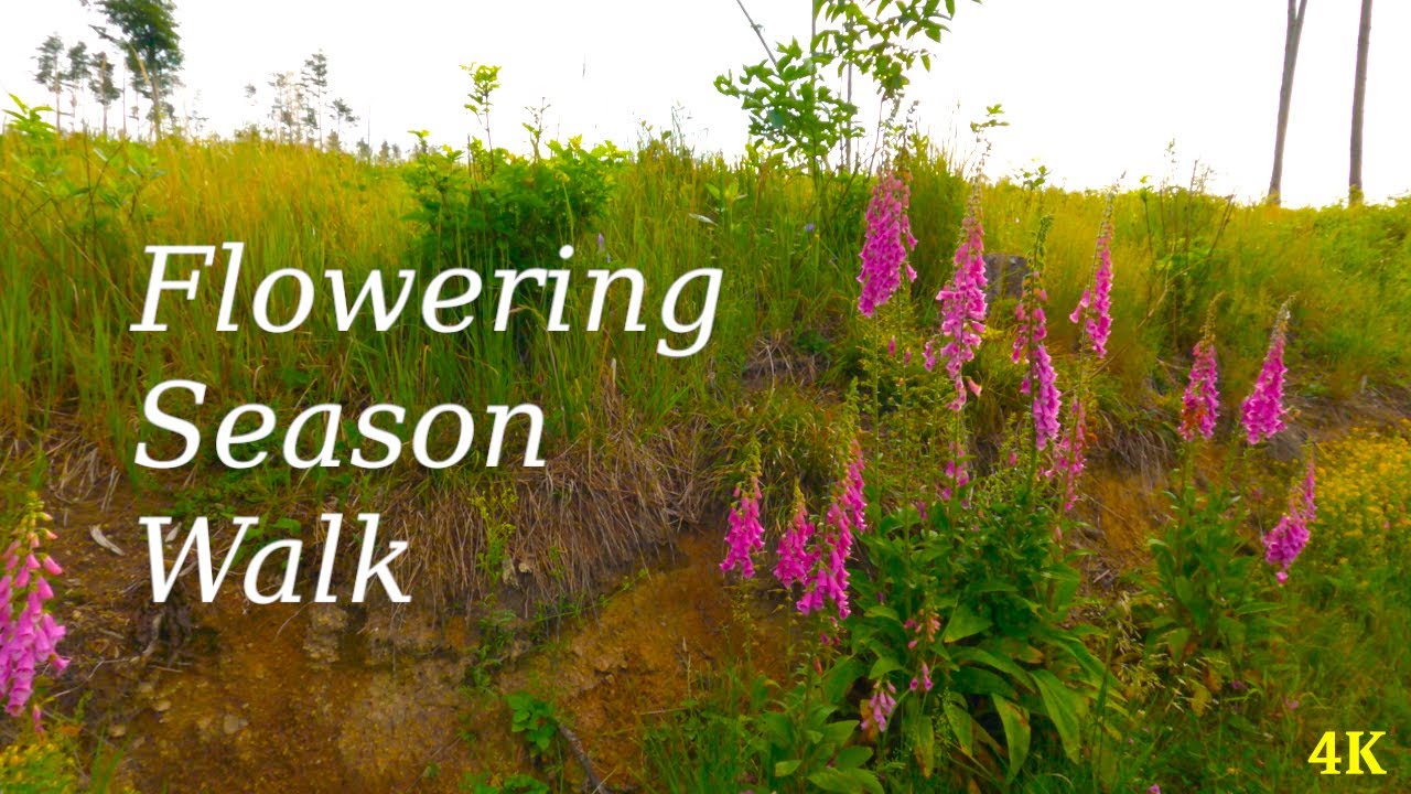 Flowering Season Walk | 4K | ASMR | Nature Hike | Forest Trail ...