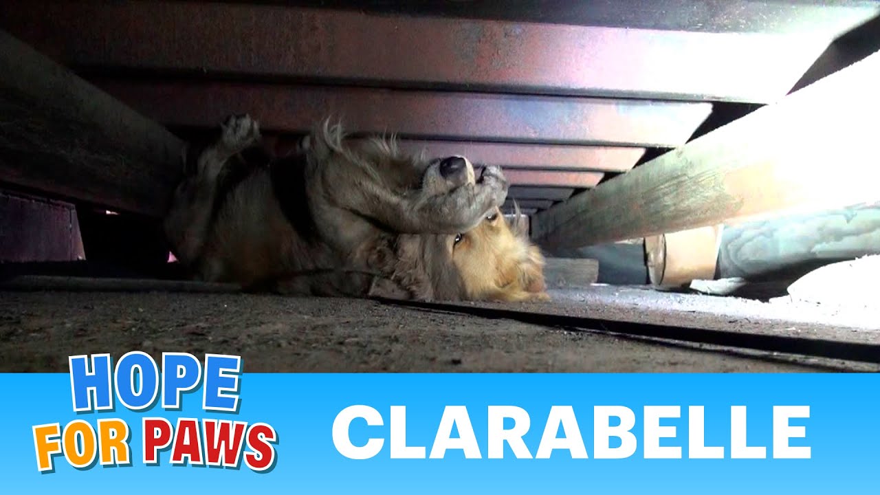 A scared Golden Retriever panics during this Hope For Paws rescue. #dog ...