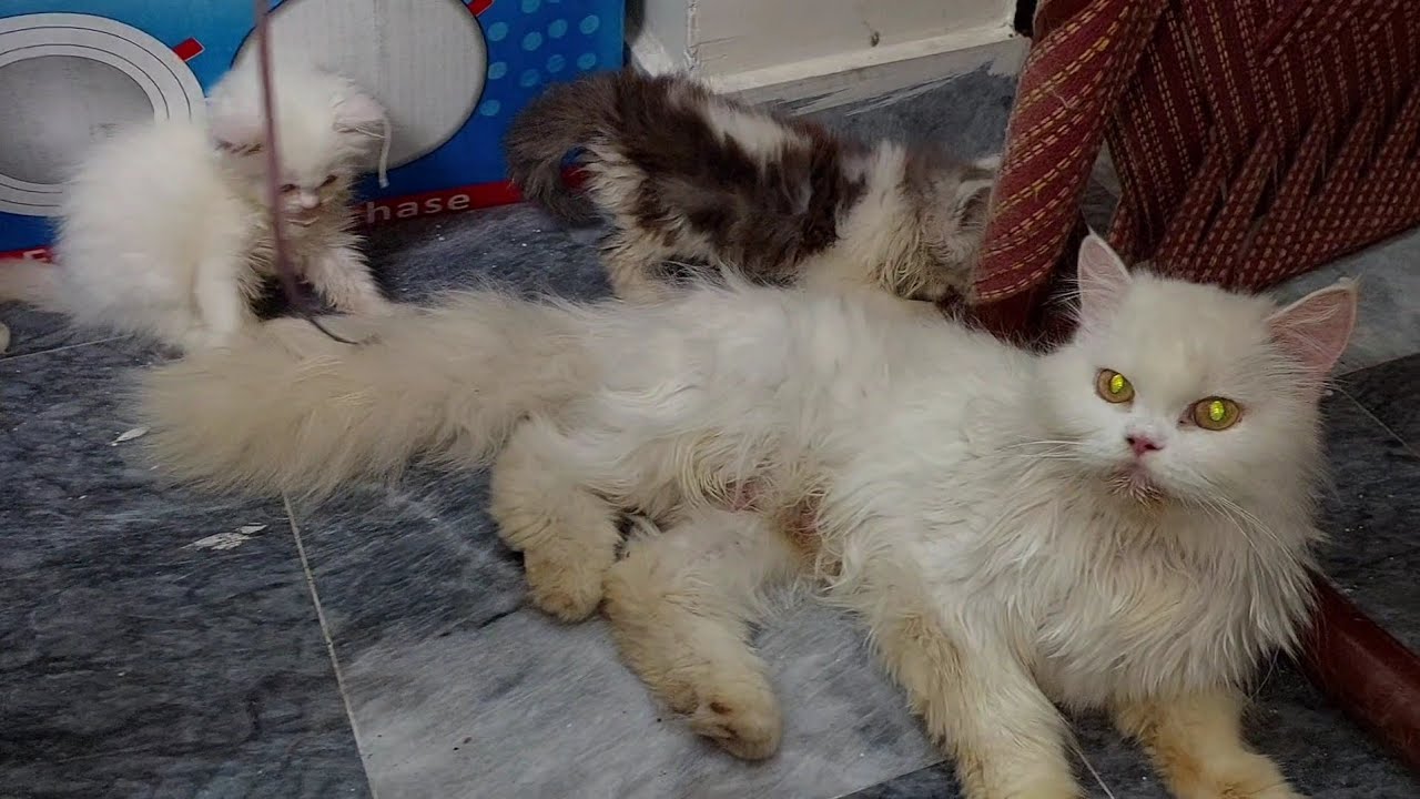 CAT Silky MEETS Her Wild Feral Family For The First Time? - YouTube