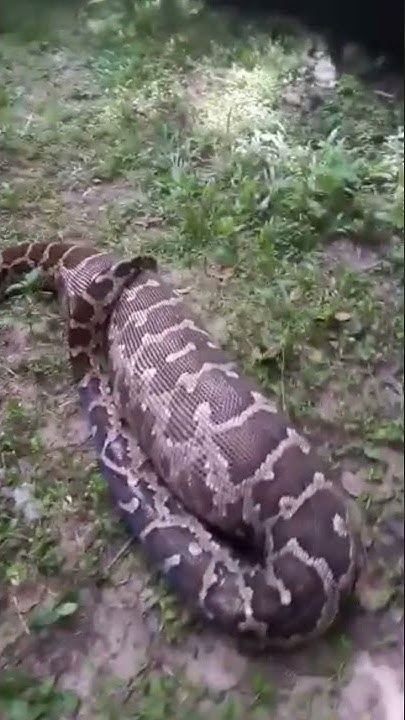 Python snake eats dog in kerala 🐍 - YouTube