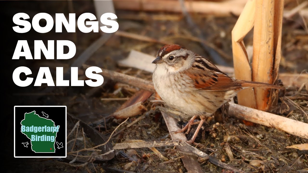 Swamp Sparrow Song and Call - YouTube