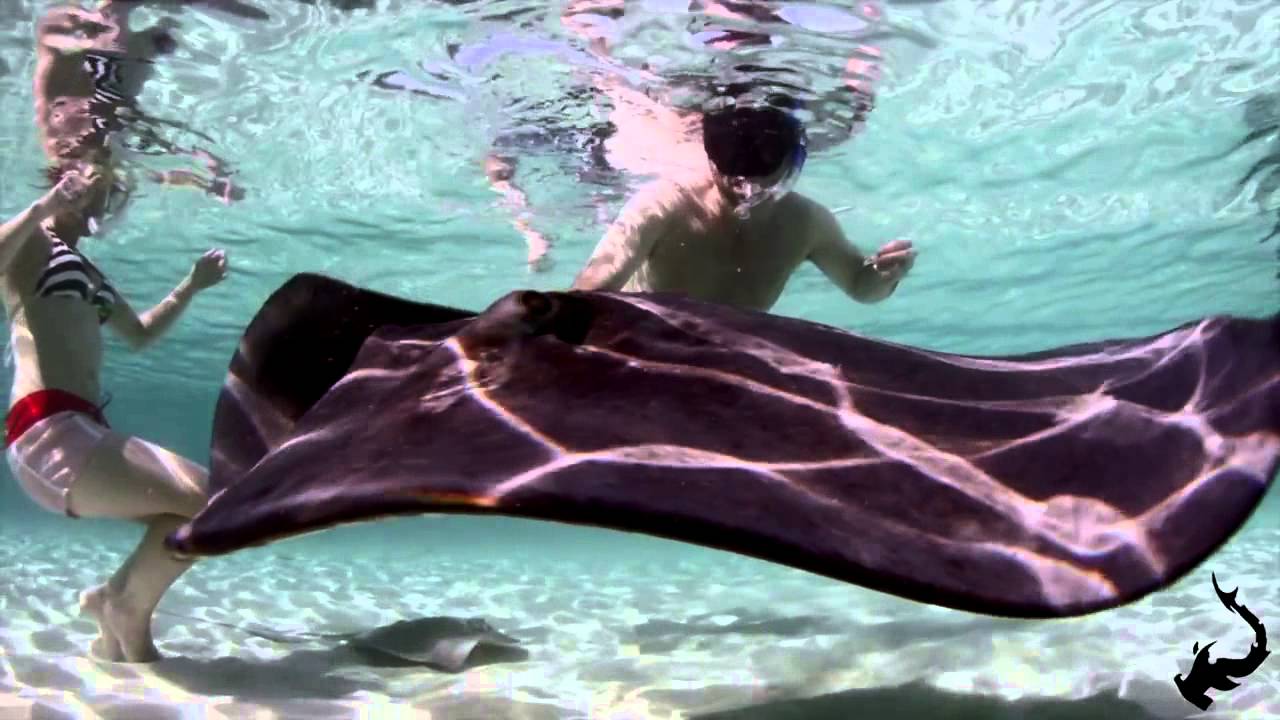 Stingray Safari in Honeymoon Harbour, Bimini - YouTube