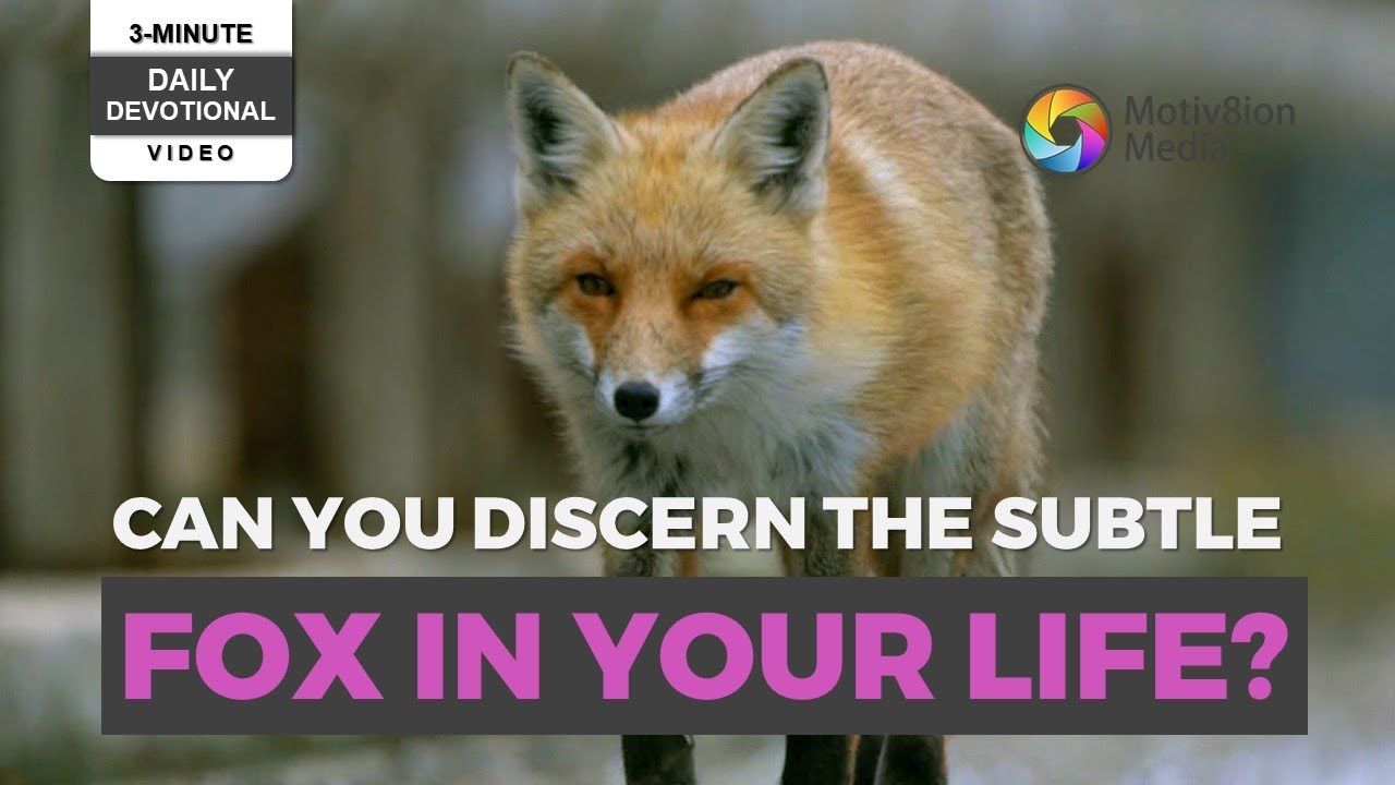 Beware of Fox: Lessons on Discernment and Faithfulness - YouTube