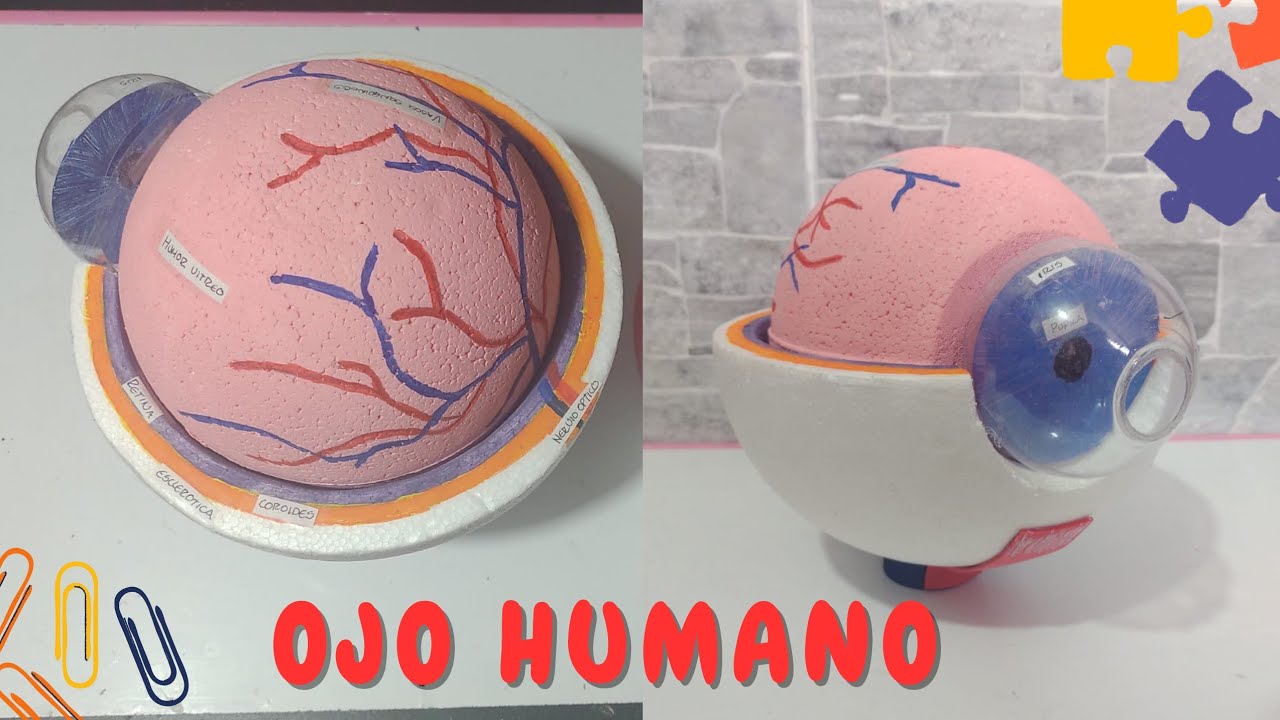 como hacer EL OJO HUMANO maqueta increíble te enseño paso a paso muy facil - YouTube