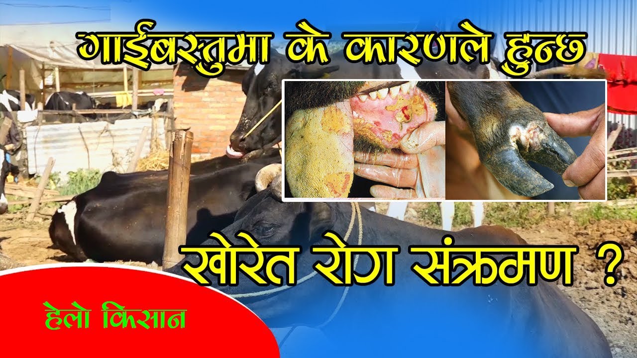 नेपालमा खोरेत रोगले पुर्‍याएको आर्थिक क्षति।हेलो किसान | Dr.Krishna Raj ...