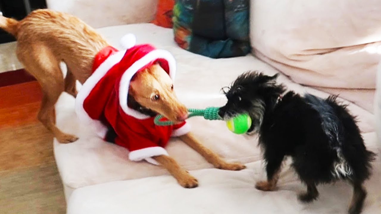 DOGS WENT CRAZY AFTER GETTING CHRISTMAS PRESENTS! (Vlog) - YouTube