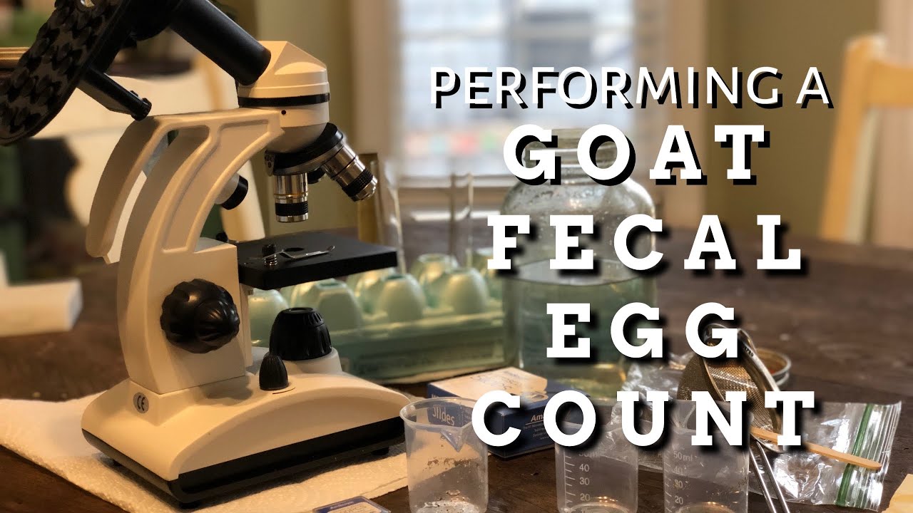 At home GOAT FEC - YouTube