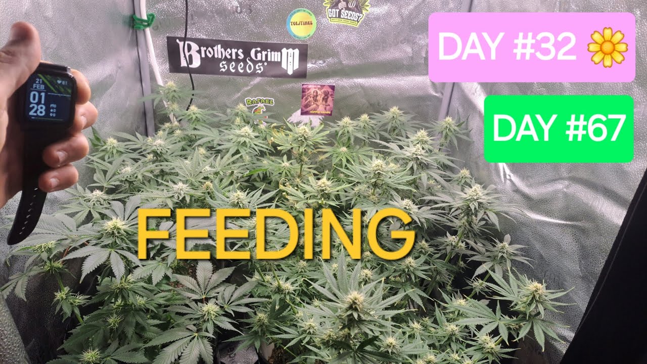 SEED TO HARVEST Flower Day #32! Feeding and Playing some of my A.I ...