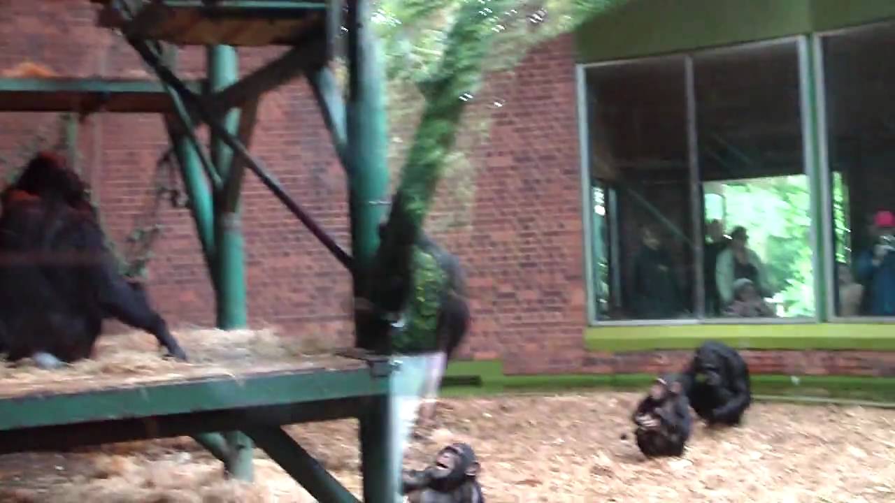 Crazy Chimps! - YouTube