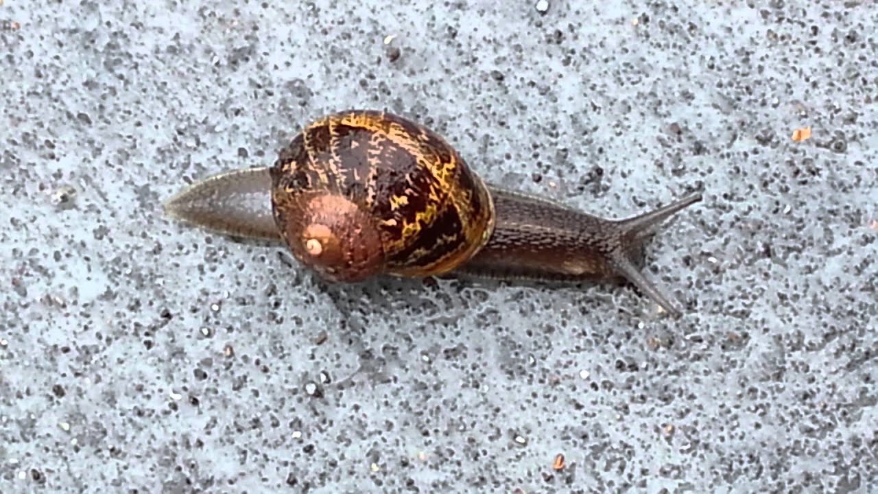 Fastest snail ever - YouTube