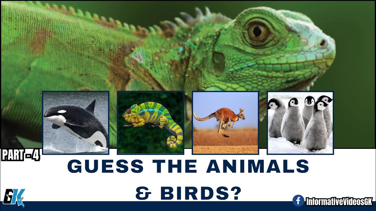 Guess 38 Animals & Birds | Guess The Animals & Birds by Pictures ...
