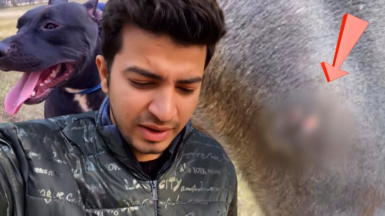 Friendship with Pit bul Gone Wrong @Expertktvlogs - YouTube