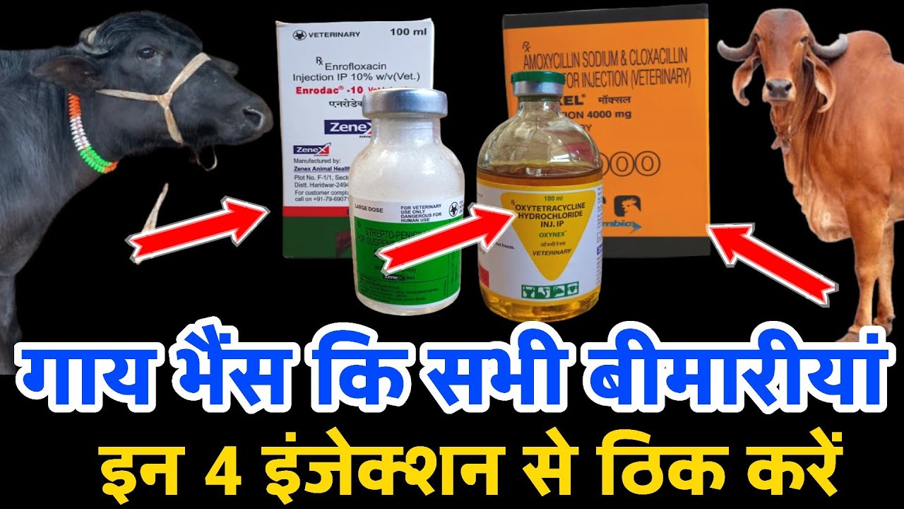 Vet Injection use in cattle | Vet all disease treatment | moxel 4000 ...