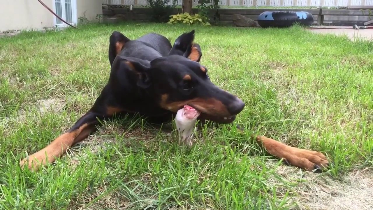 Doberman eating turkey thigh - YouTube