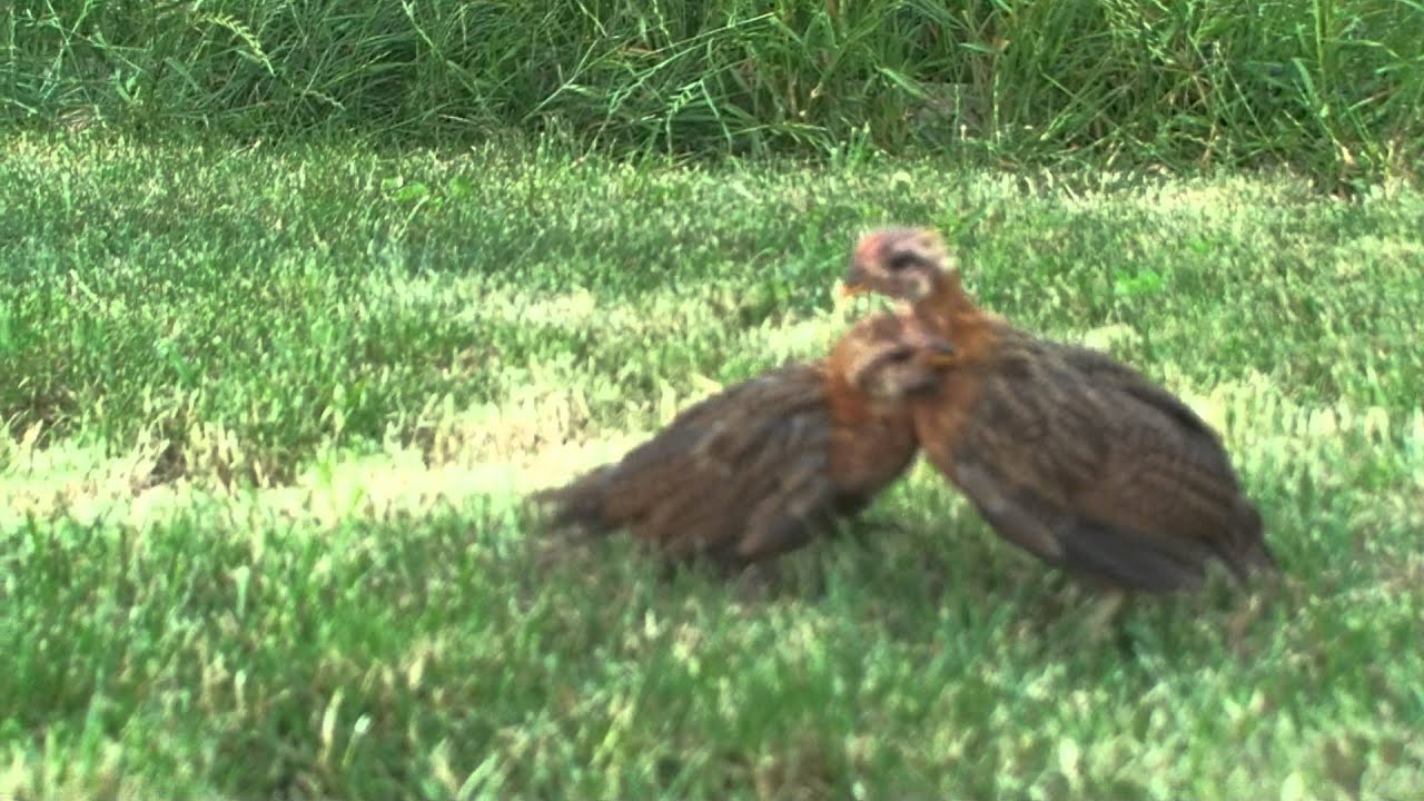 Chicks Fighting Up Close - YouTube