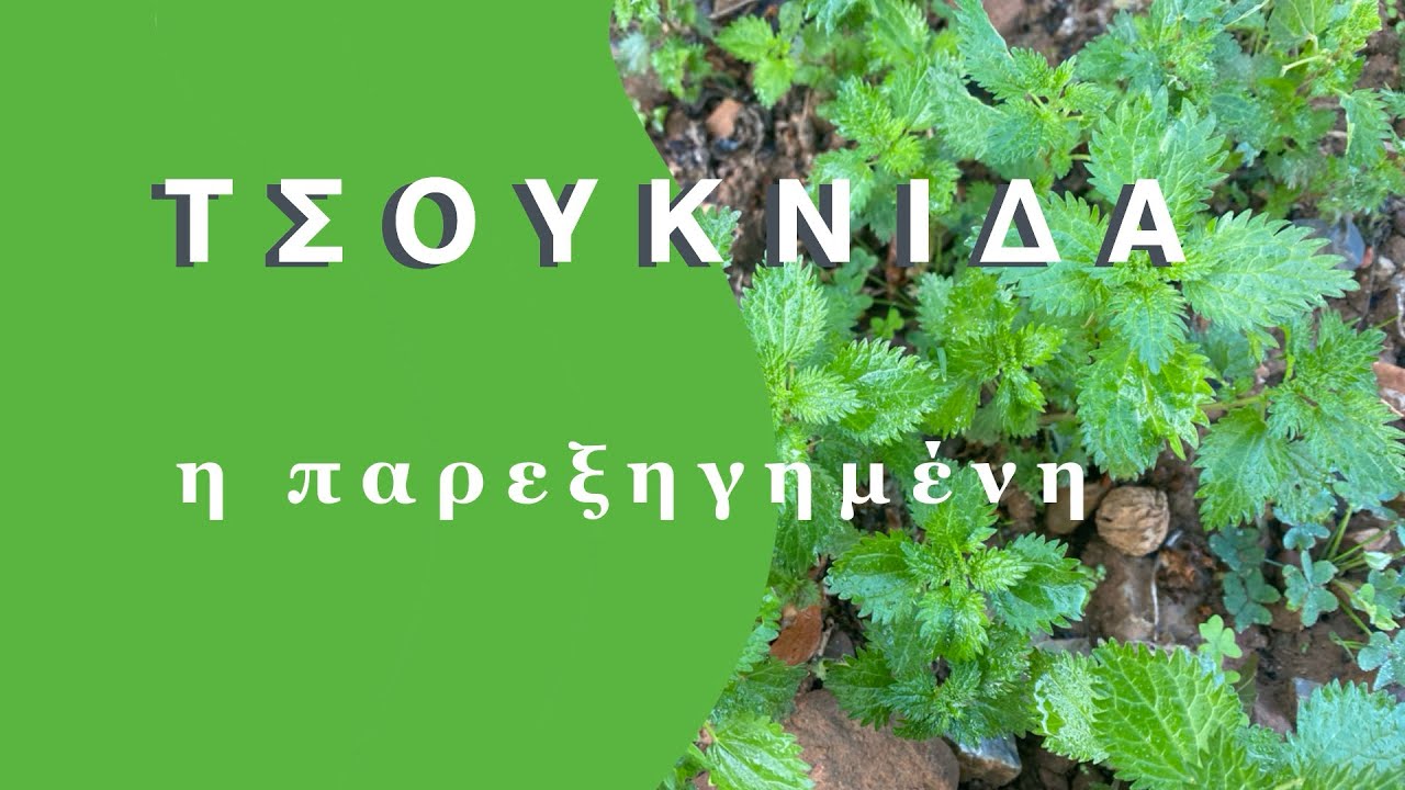 ΤΣΟΥΚΝΙΔΑ - η παρεξηγημένη αλλά θαυματουργή - YouTube
