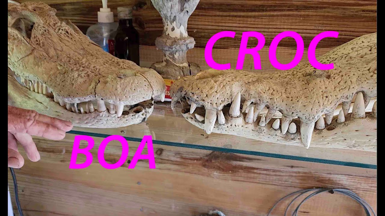 Crocodile & Boa at Holland Bay Sanctuary Jamaica with Jason George ...