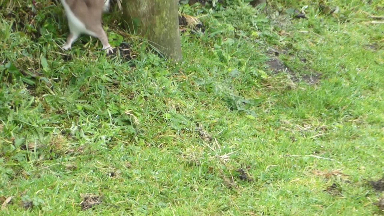 A family of Stoats at Play - Cornwall Part 1 - YouTube