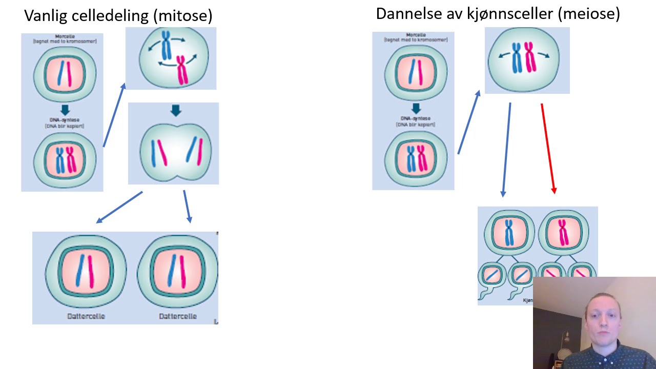 Genetisk variasjon, mutasjon og DNA kopiering - YouTube