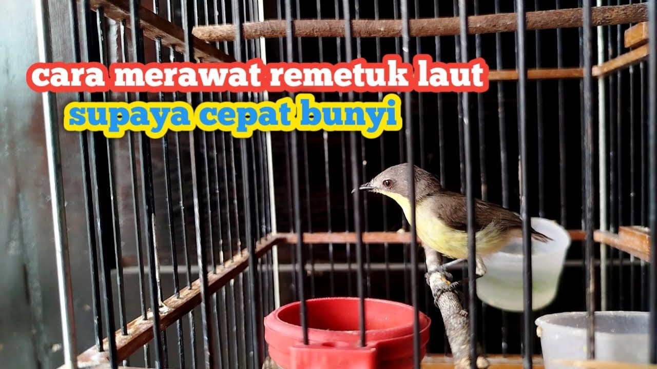 BEGINI CARA YANG BENAR MERAWAT BURUNG REMETUK LAUT SUPAYA RAJIN BUNYI‼ ...