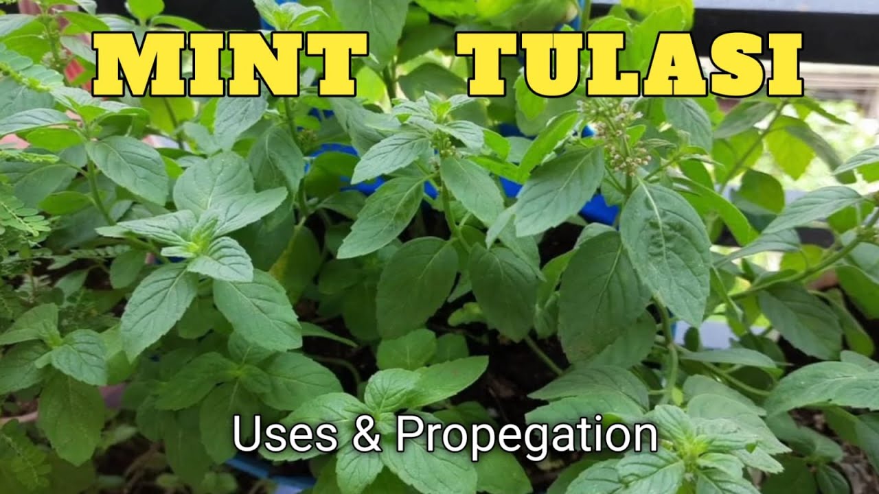 మింట్ తులసి Uses తెలుసా| Mint Tulasi Growing Tips #teluguyoutube - YouTube