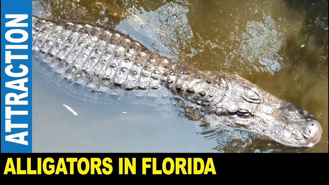 Alligators in Florida mix video American dangerous freshwater predators ...