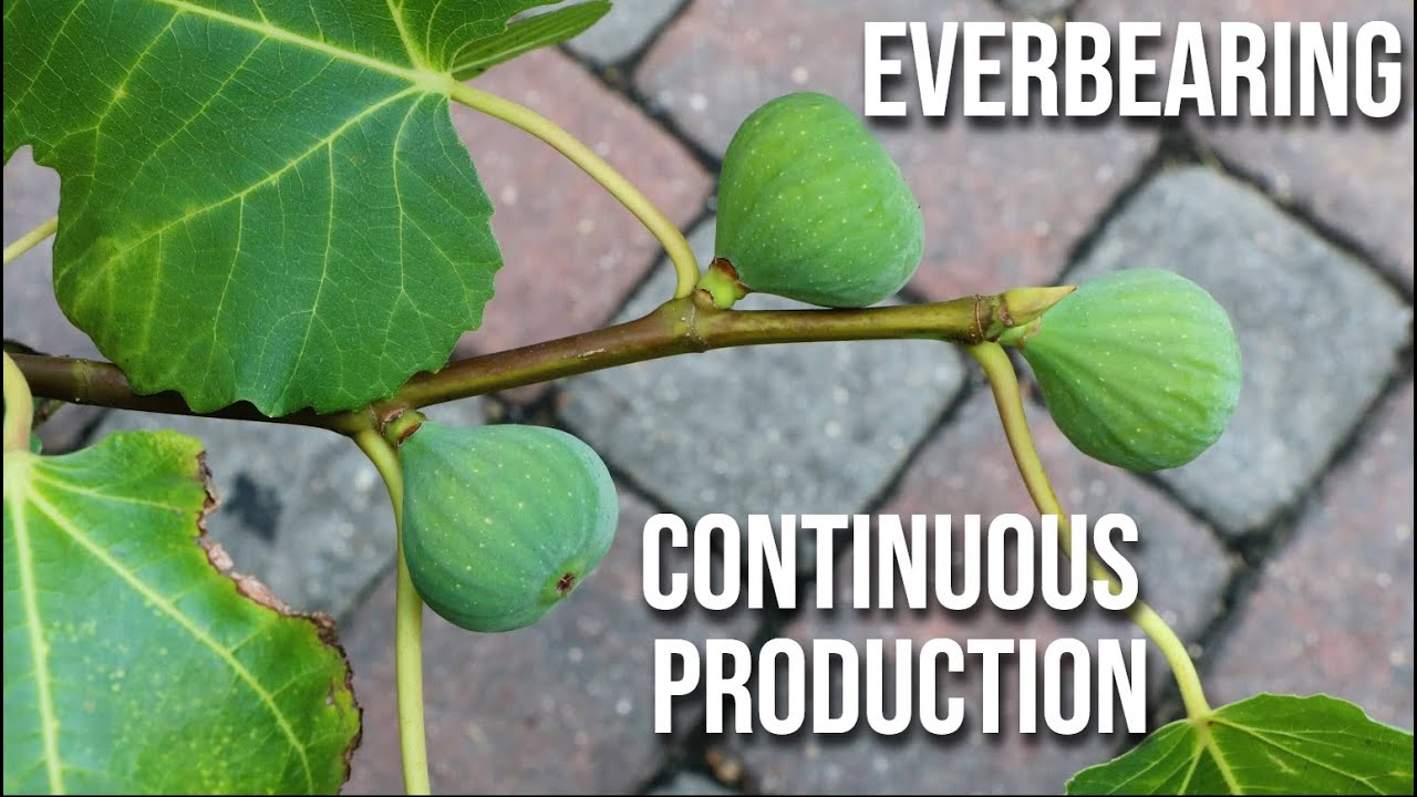 Everbearing Fig Trees: How to Make Fig Trees Produce MORE Fruit ...