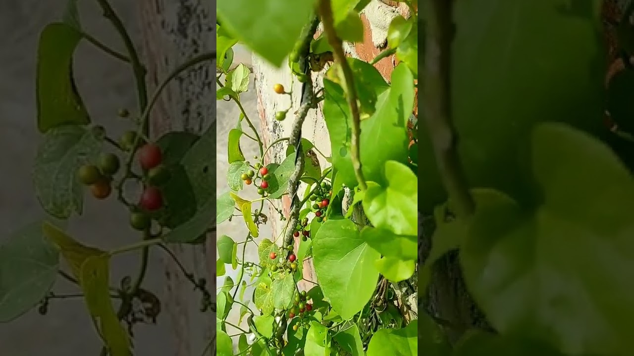 Most beautiful nature 🌿🍃 green 🟢 tree 🌲 ambar bail tree and his fruets🐝 ...