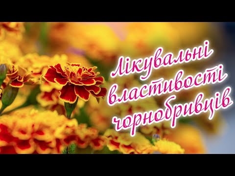 Лікувальні властивості чорнобривців