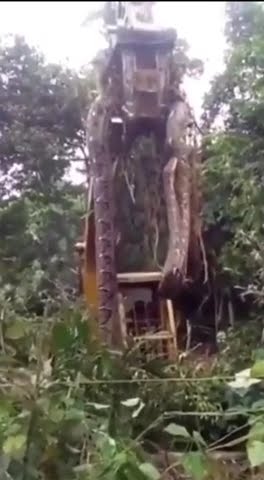 Python | Python lifted by crane in jungle | wildlife india | - YouTube