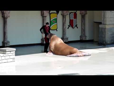 Dancing Walrus