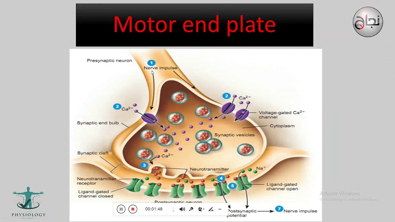 Neuromuscular Junction Animation